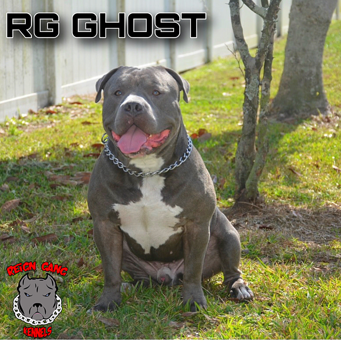 RG Ghost – Blackreign's Bin