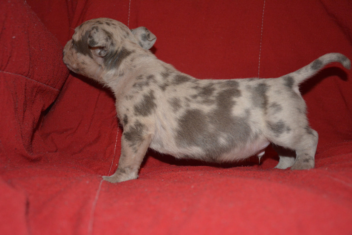 Merle Male 2 ($1000 SOLD) – Blackreign's Bin